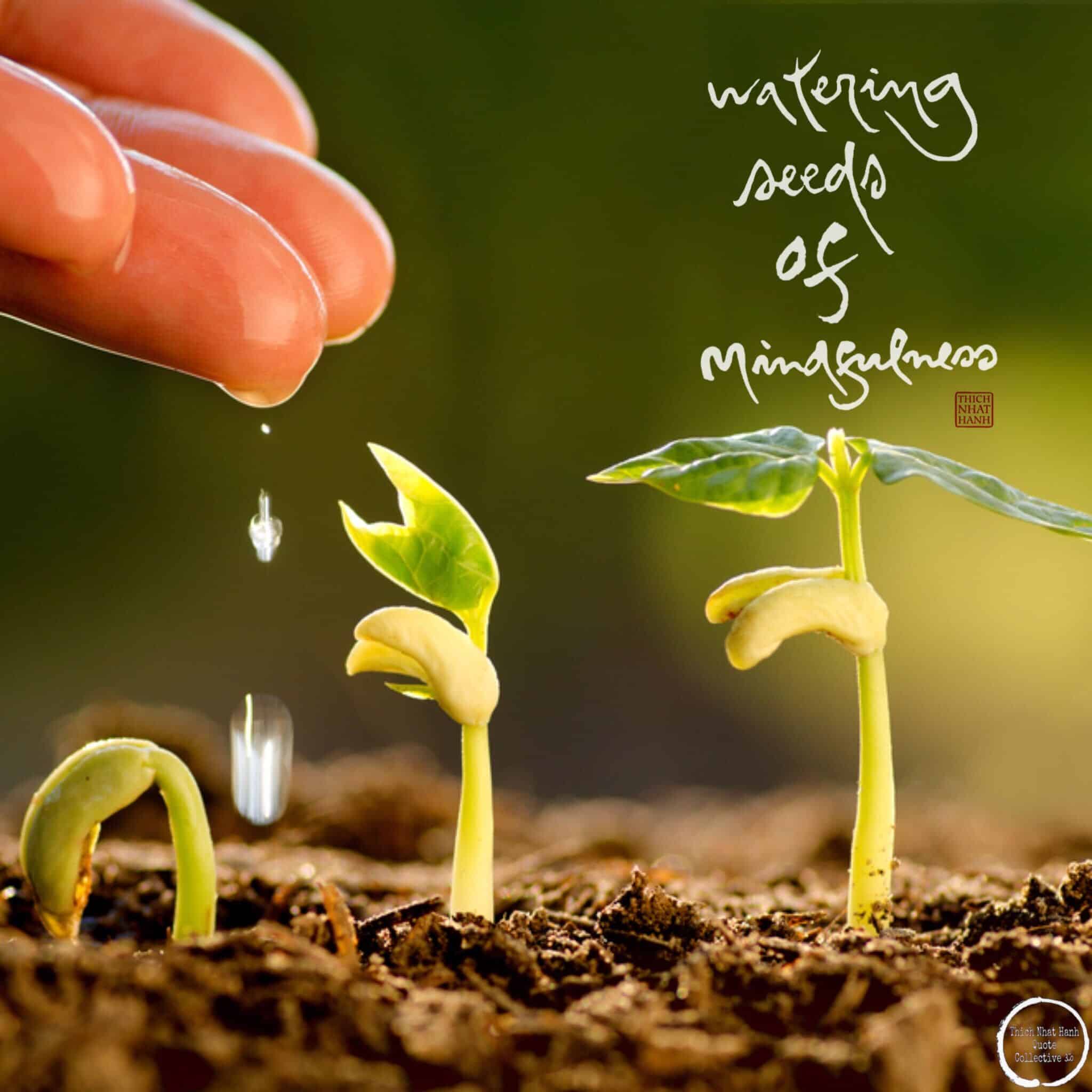 WATERING SEEDS - Maui Marrying Man
